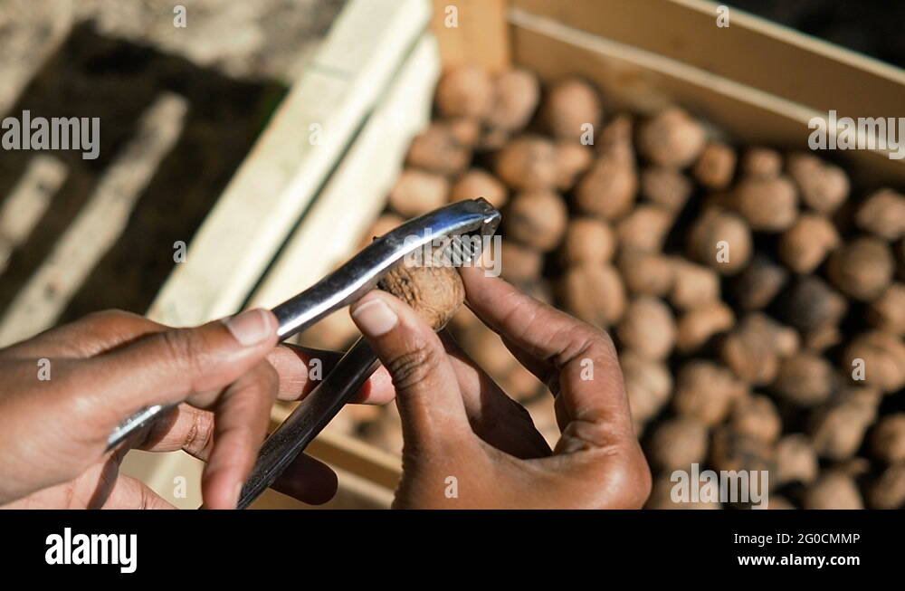Walnut Nut Texture Stock Videos And Footage Hd And 4k Video Clips Alamy