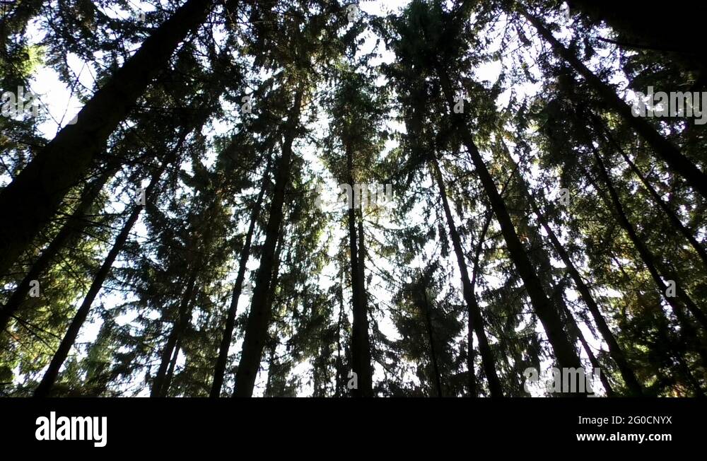 The crowns of a spruce forest Stock Videos & Footage - HD and 4K Video ...