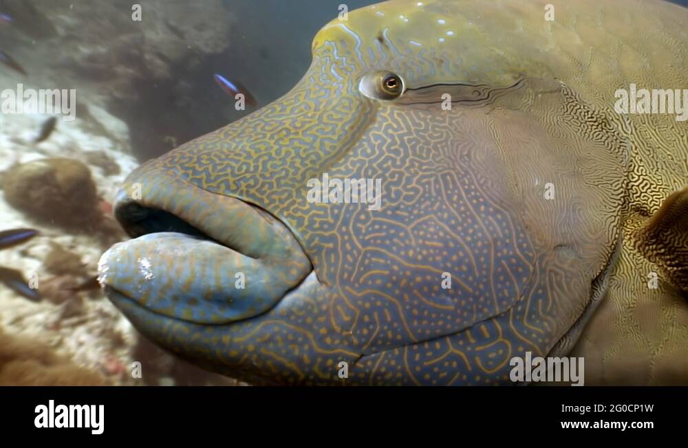 Napoleon fish wrasse underwater natural aquarium of sea and ocean in ...