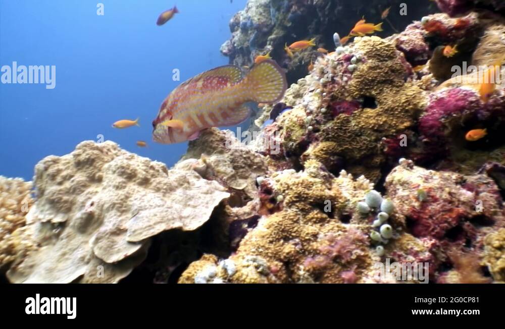 School fish underwater relax background in Maldives Stock Video Footage ...