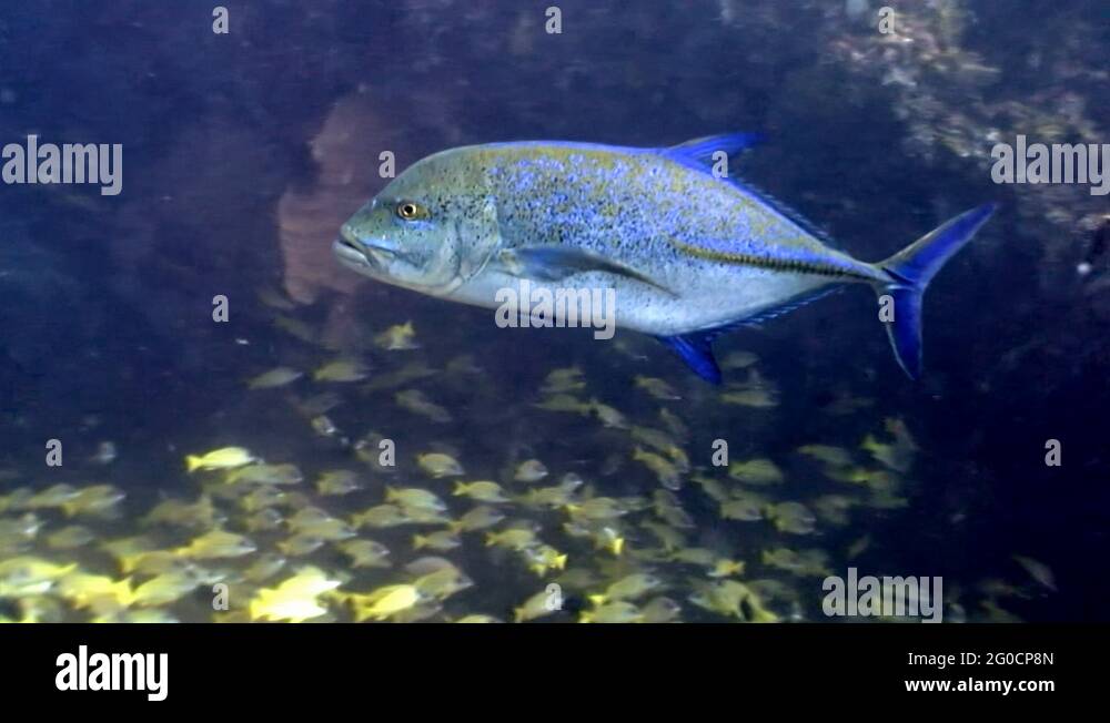 Tunny fish Stock Videos & Footage - HD and 4K Video Clips - Alamy