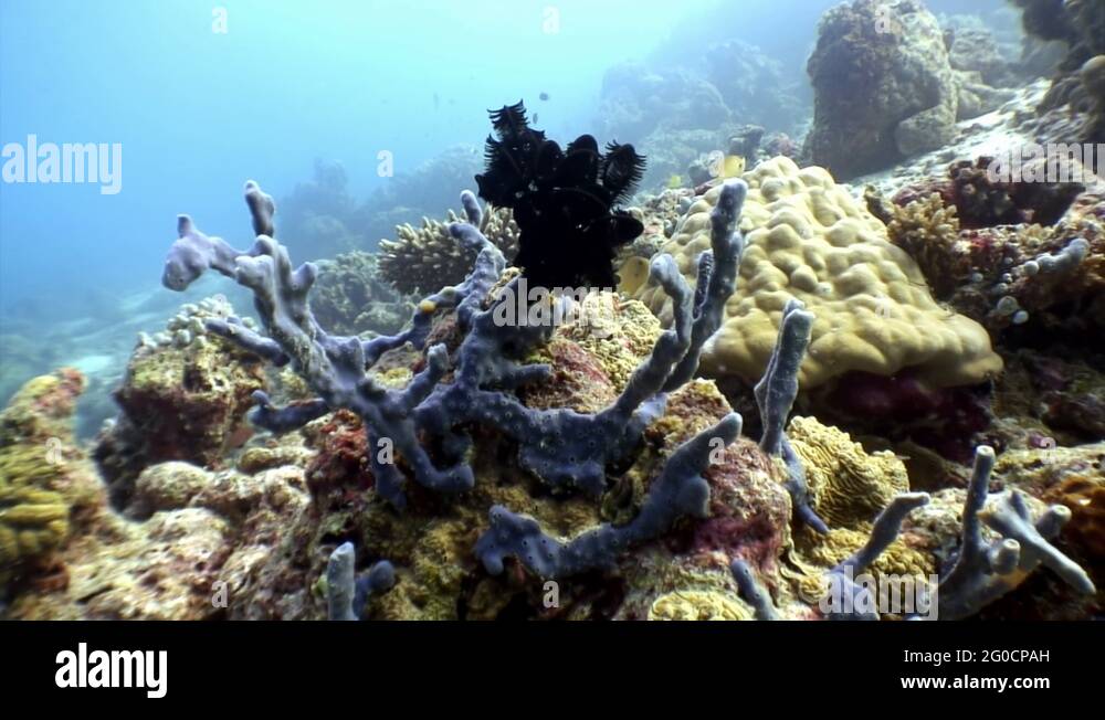Crinoidea echinoderms Stock Videos & Footage - HD and 4K Video Clips ...
