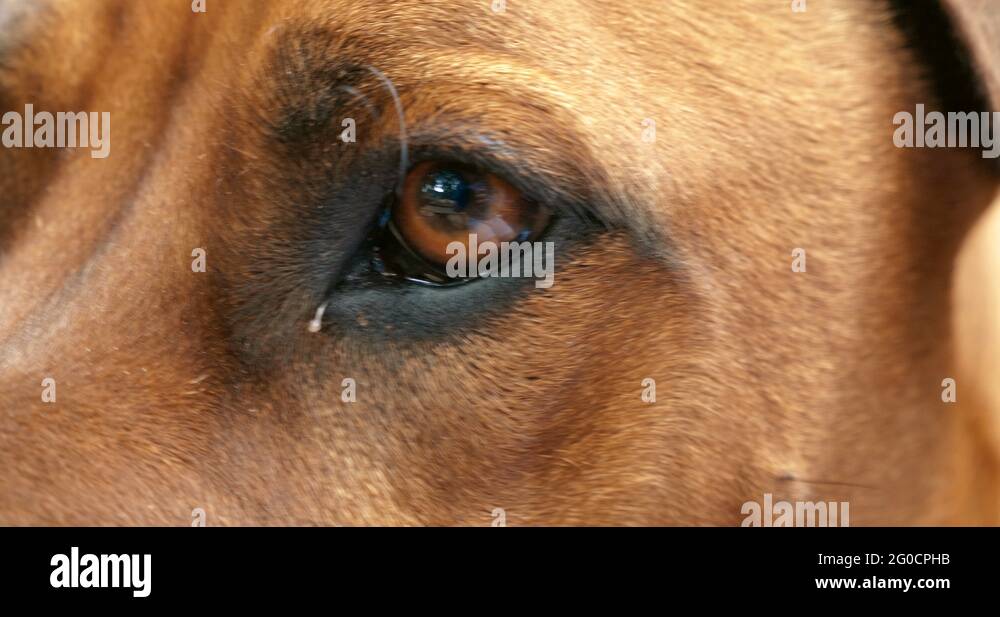 Eye to eye with dog Stock Videos & Footage - HD and 4K Video Clips - Alamy