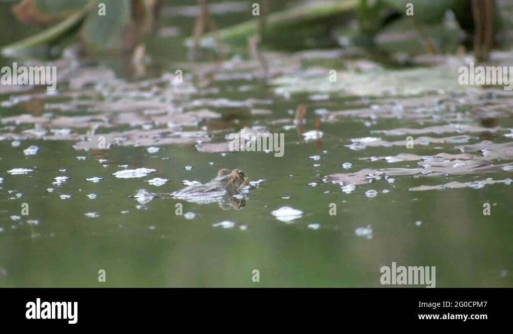 American bullfrog underwater Stock Videos & Footage - HD and 4K Video ...