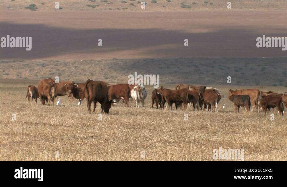 Cattle farming in israel Stock Videos & Footage - HD and 4K Video Clips ...