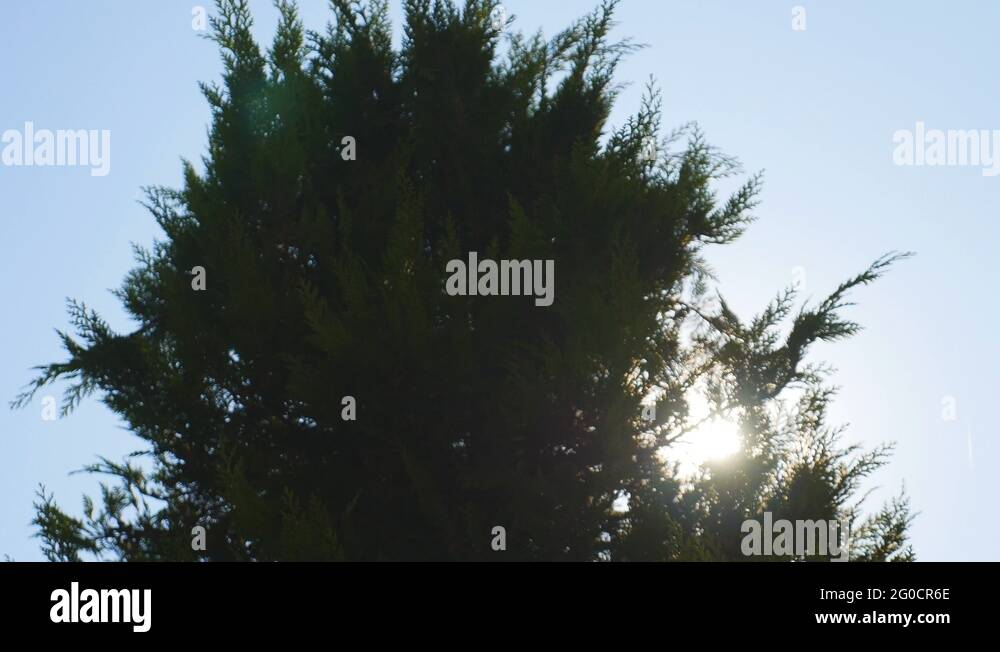White cedar Thuja occidentalis branches on sky background Stock Video ...