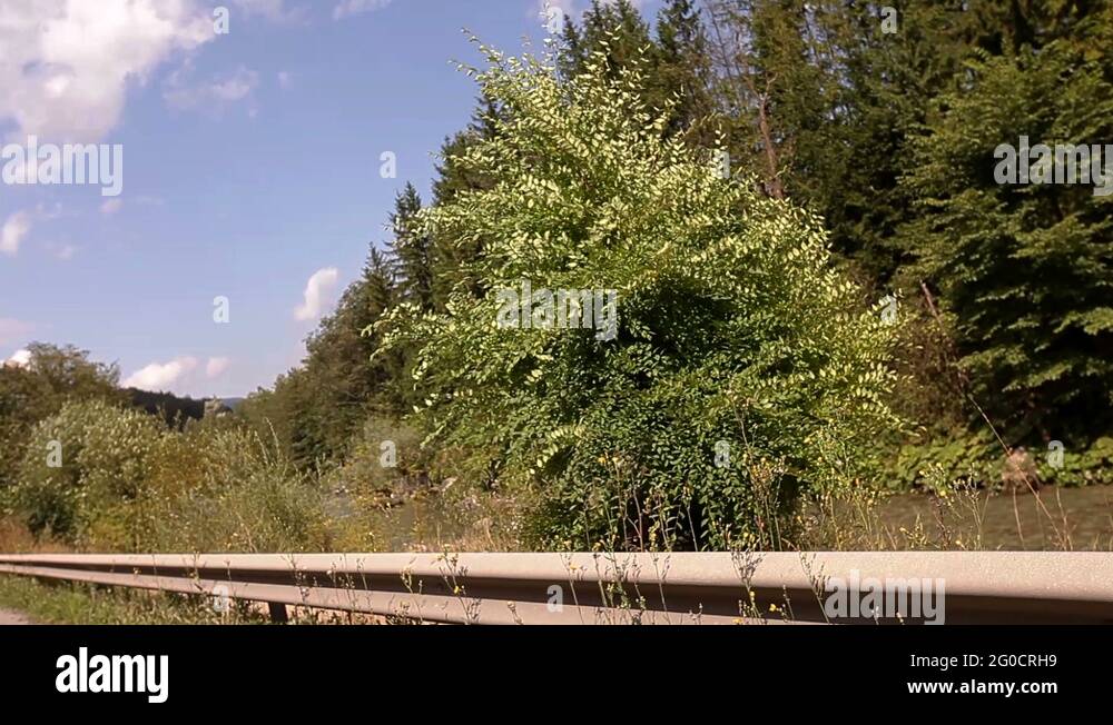 Standard bush Stock Videos & Footage - HD and 4K Video Clips - Alamy