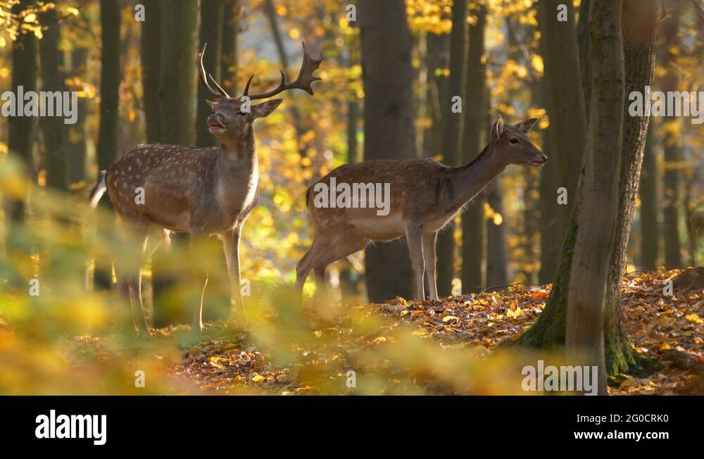 Autumn deer rut woods Stock Videos & Footage - HD and 4K Video Clips ...