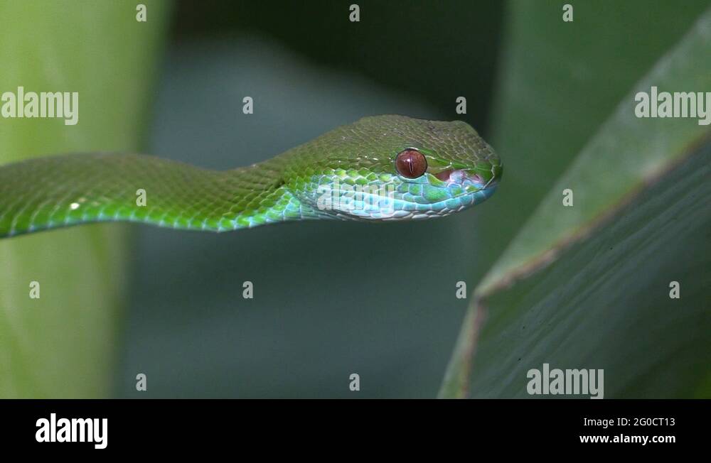 Venomous snake eyes Stock Videos & Footage - HD and 4K Video Clips - Alamy