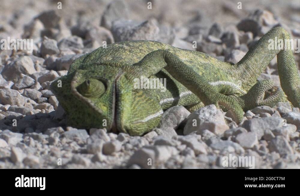 Dead chameleon Stock Videos & Footage - HD and 4K Video Clips - Alamy