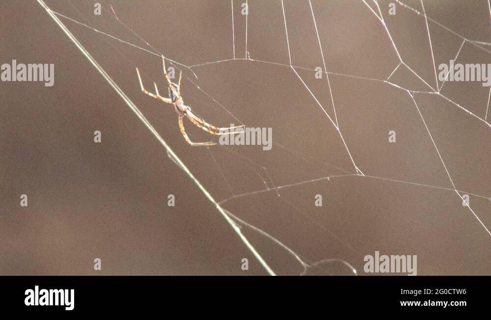 Spider with net Stock Videos & Footage - HD and 4K Video Clips - Alamy
