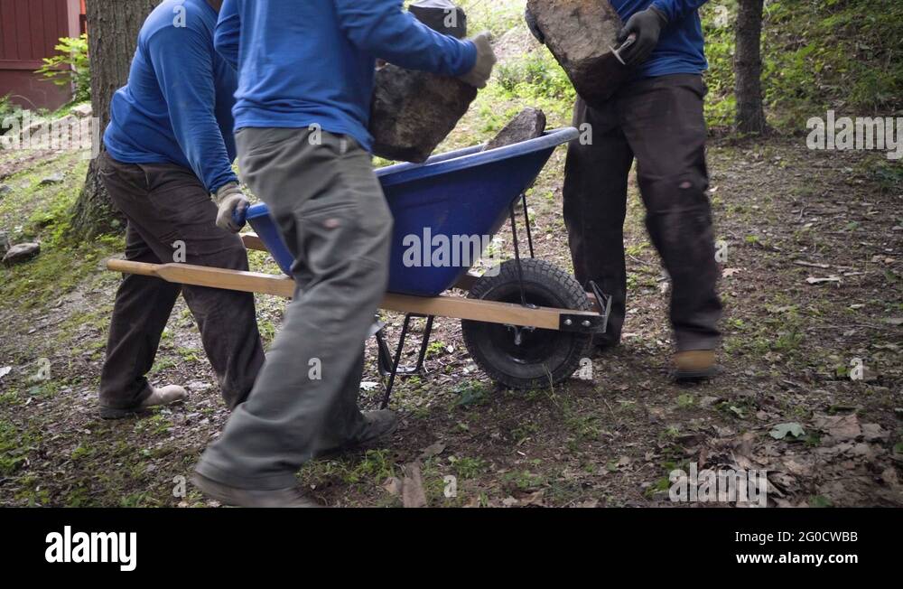 Large rocks are lifted by hand and put into a blue wheelbarrow while ...