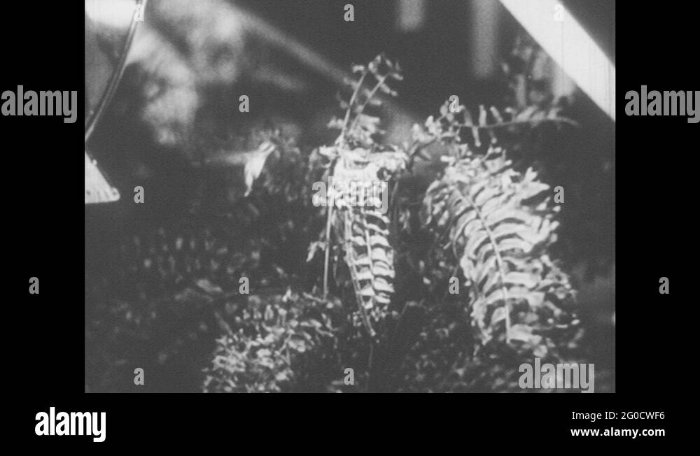 1950s: hummingbird flies around plant and lands on leaf. teenage boy ...