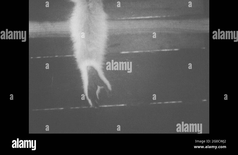 Primate walking Stock Videos & Footage - HD and 4K Video Clips - Alamy