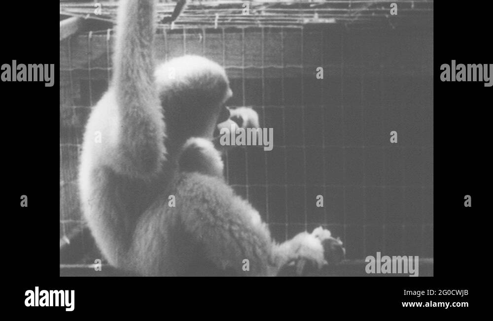 Primate feet Stock Videos & Footage - HD and 4K Video Clips - Alamy