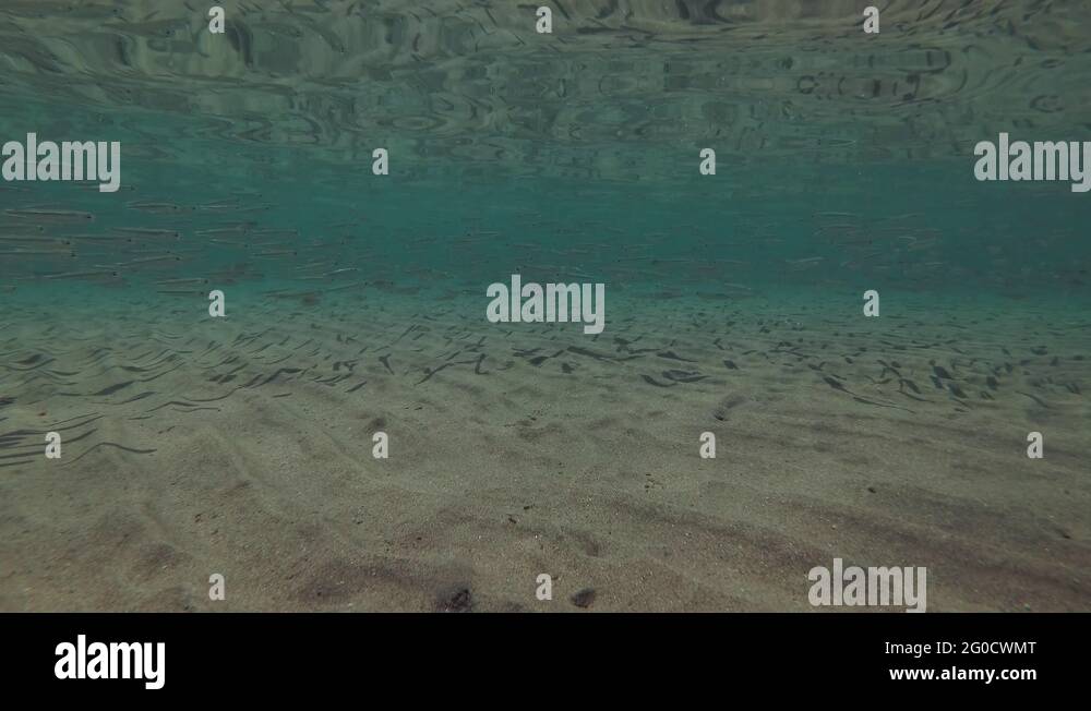 Common Guitarfish (Rhinobatos rhinobatos) swims under school of ...