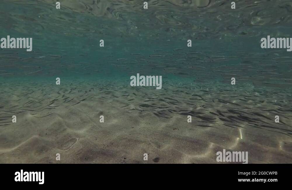 Shoal of hardyhead silverside fish Stock Videos & Footage - HD and 4K ...