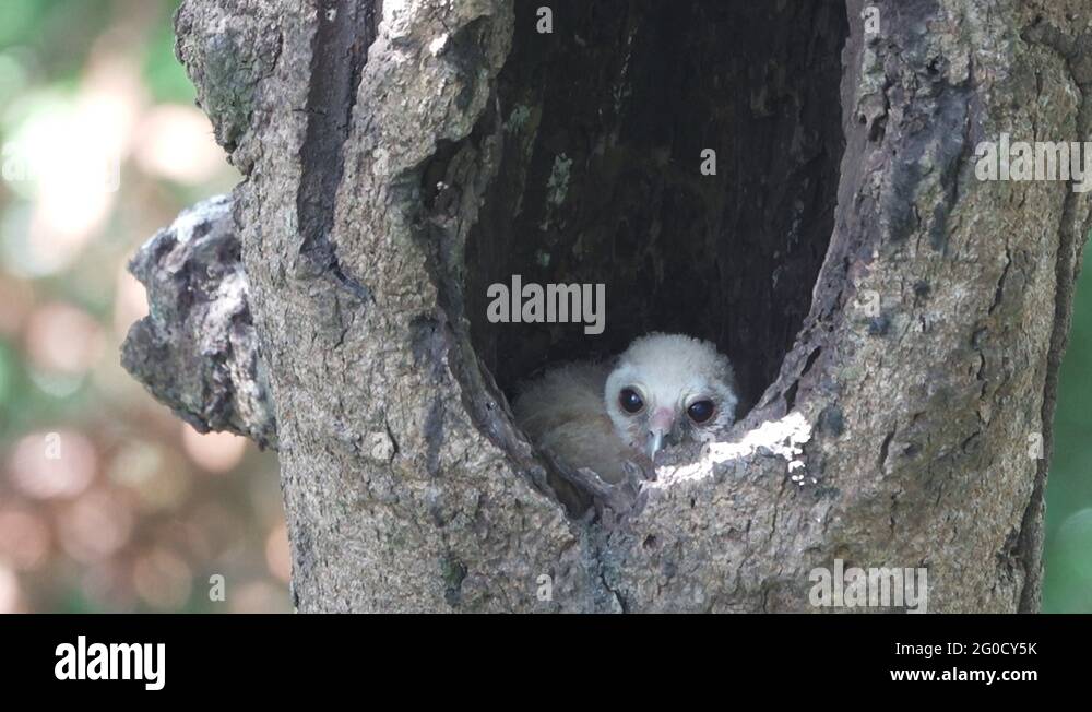 Bird inside nest Stock Videos & Footage - HD and 4K Video Clips - Alamy