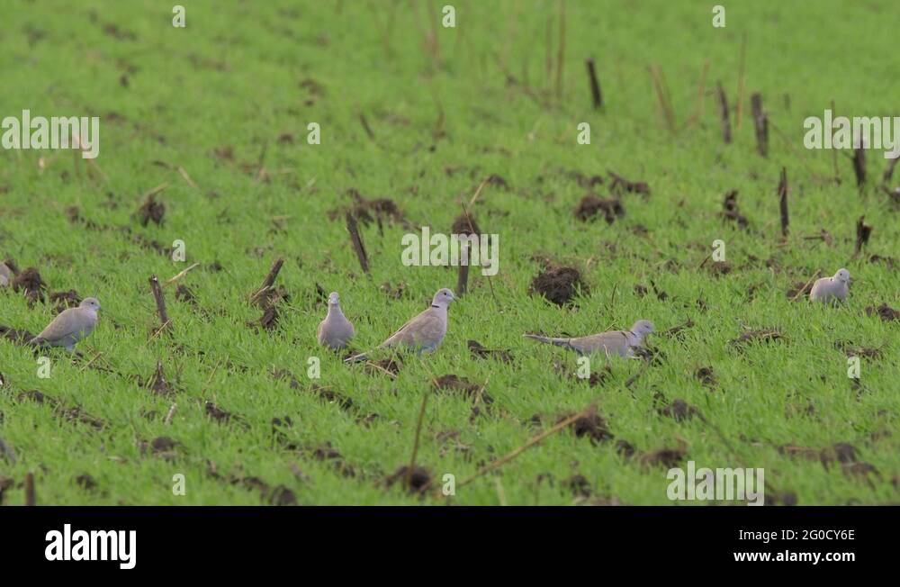 Field dove Stock Videos & Footage - HD and 4K Video Clips - Alamy