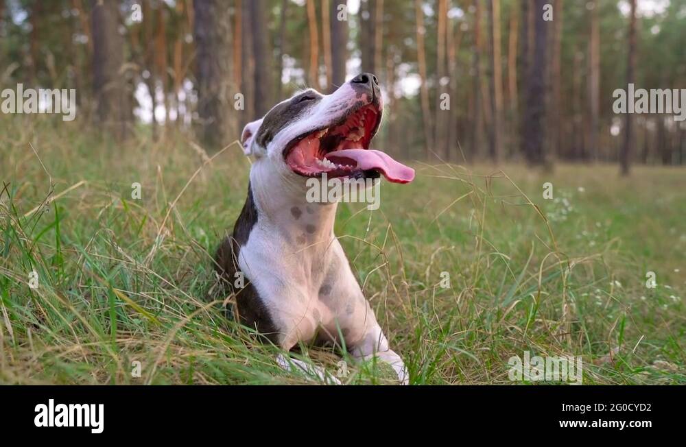 Cute staff dog Stock Videos & Footage - HD and 4K Video Clips - Alamy