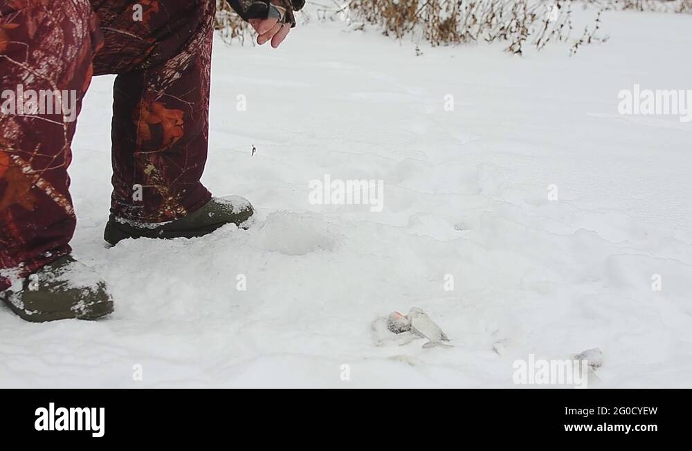 Man fishing and dog with fish Stock Videos & Footage - HD and 4K Video ...