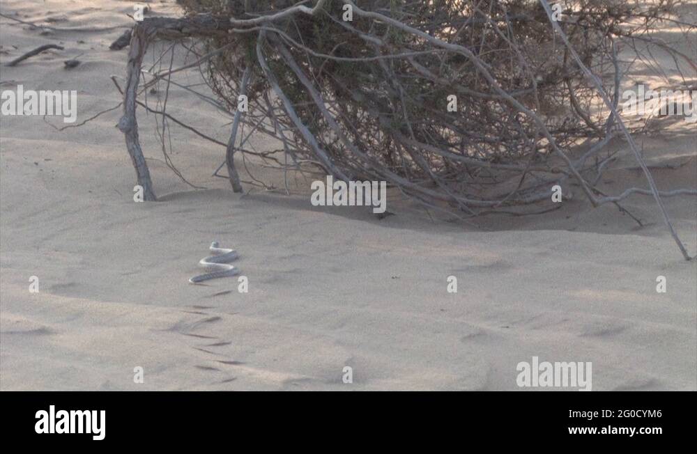 Sand dune reptile snake Stock Videos & Footage - HD and 4K Video Clips ...