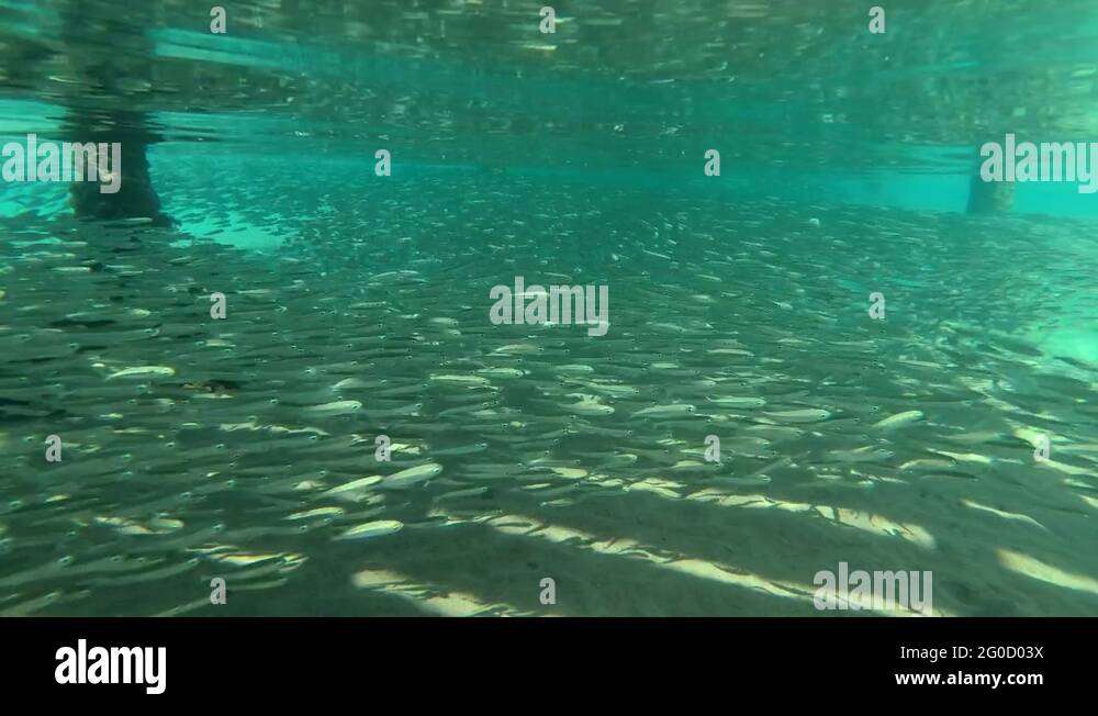 Shoal of hardyhead silverside fish Stock Videos & Footage - HD and 4K ...