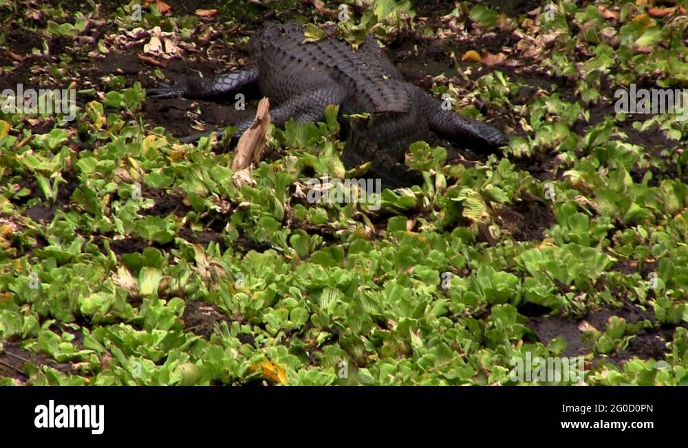 Prehistoric swamp environment Stock Videos & Footage - HD and 4K Video ...