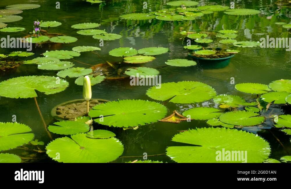Nymphaea alba roots Stock Videos & Footage - HD and 4K Video Clips - Alamy