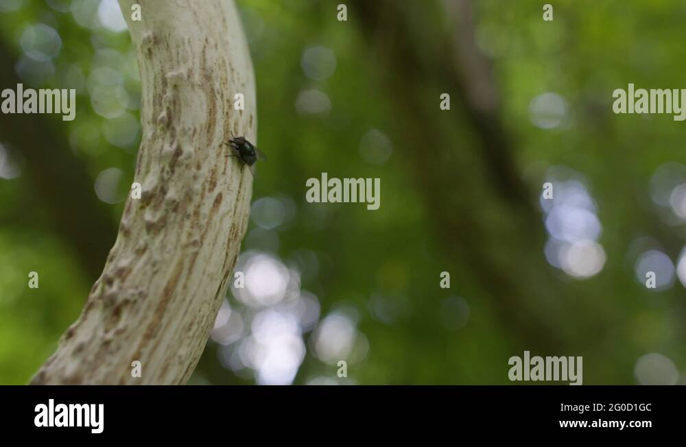 Bug deer Stock Videos & Footage - HD and 4K Video Clips - Alamy