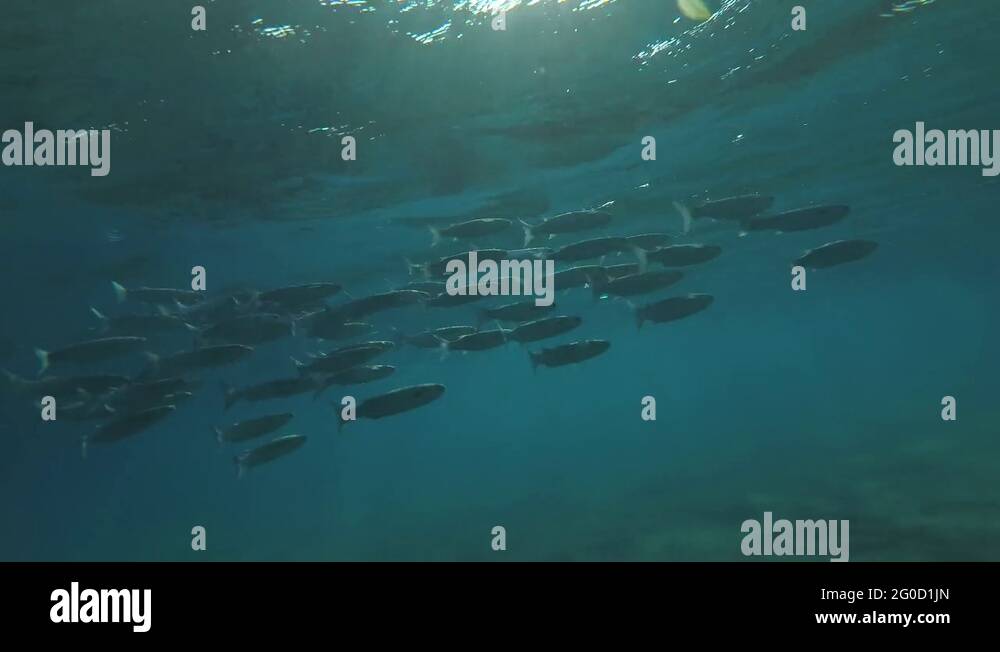 school of Striped Mullet (Mugil cephalus) swim over surface of water ...