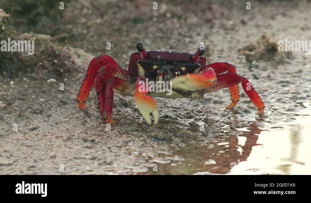 Shellfish in the wild Stock Videos & Footage - HD and 4K Video Clips ...