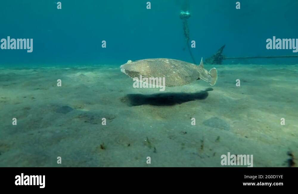 Red torpedo Stock Videos & Footage - HD and 4K Video Clips - Alamy