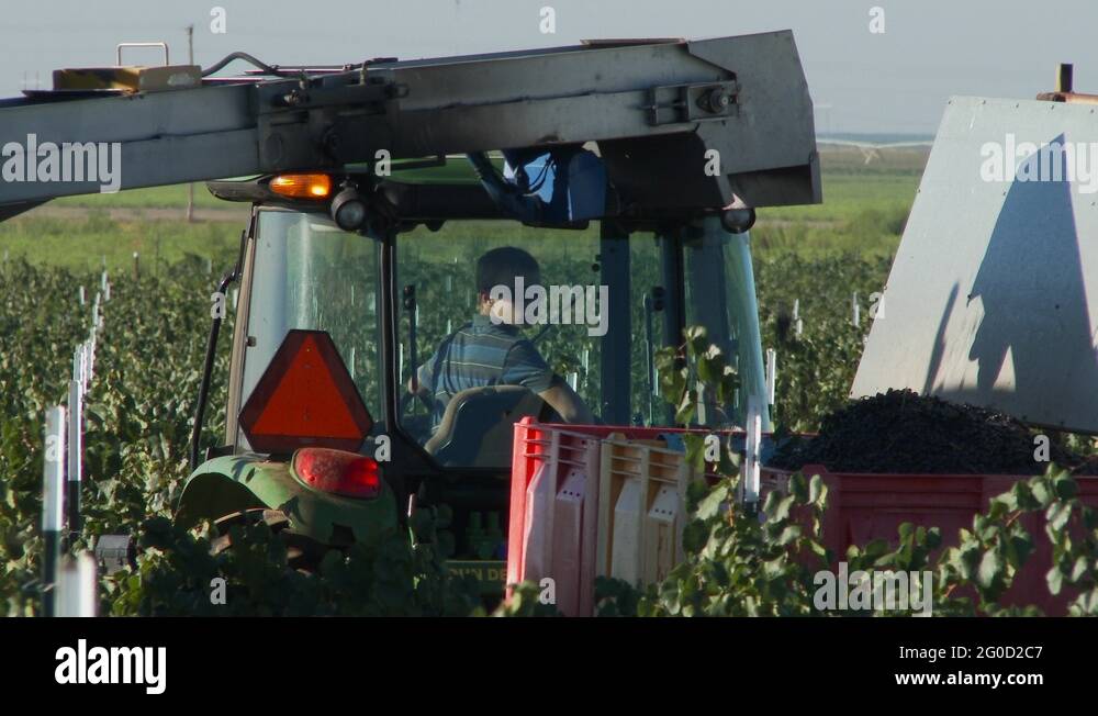 Container with grape Stock Videos & Footage - HD and 4K Video Clips - Alamy
