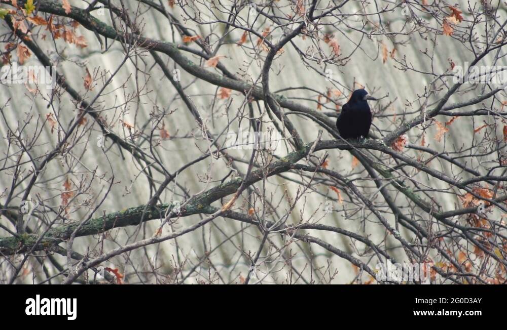 Immature oak tree Stock Videos & Footage - HD and 4K Video Clips - Alamy