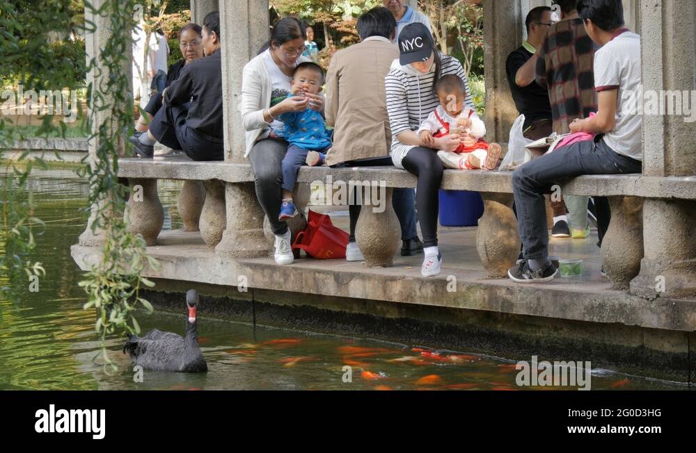 Kid feeding fish Stock Videos & Footage - HD and 4K Video Clips - Alamy