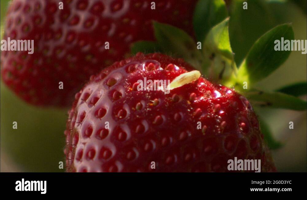 Strawberry worm Stock Videos & Footage - HD and 4K Video Clips - Alamy