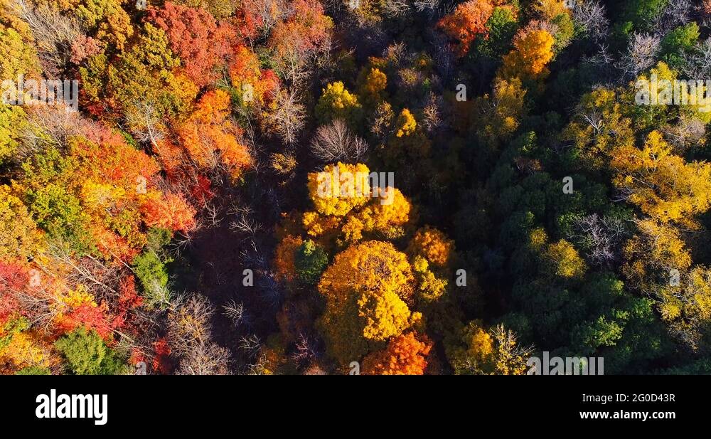 Dazzling aerial view of breathtaking Autumn colors in morning sunlight ...
