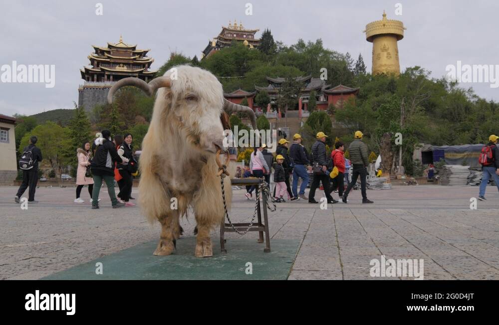 Shangri la china yak Stock Videos & Footage - HD and 4K Video Clips - Alamy