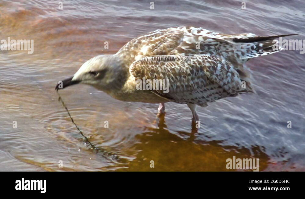 Fly aleutian Stock Videos & Footage - HD and 4K Video Clips - Alamy