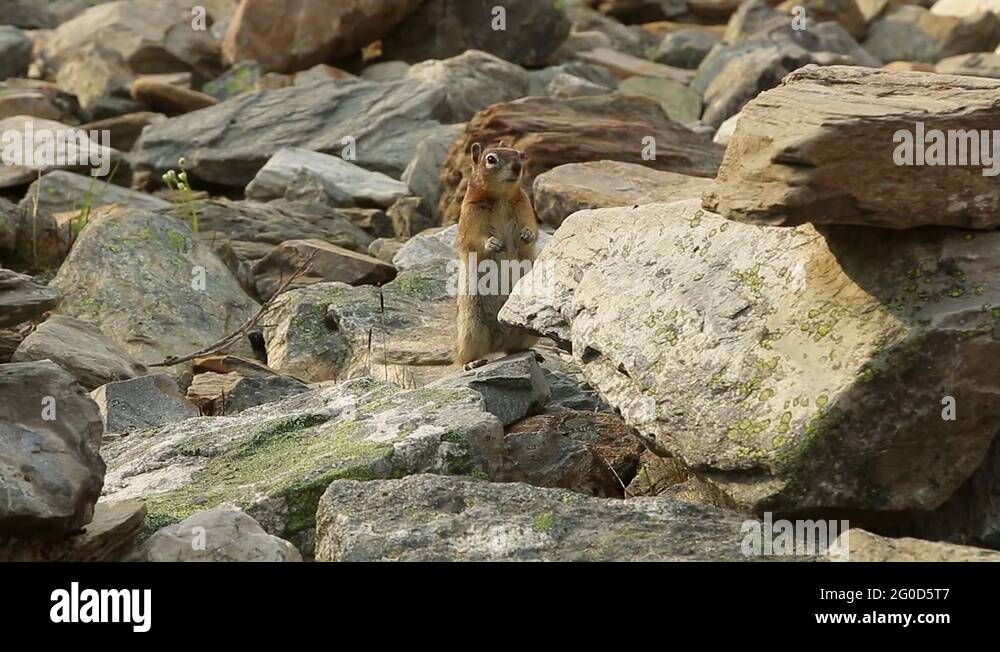 Jumping onto rock Stock Videos & Footage - HD and 4K Video Clips - Alamy