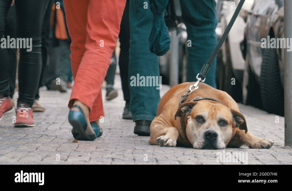 People tied together Stock Videos & Footage - HD and 4K Video Clips - Alamy