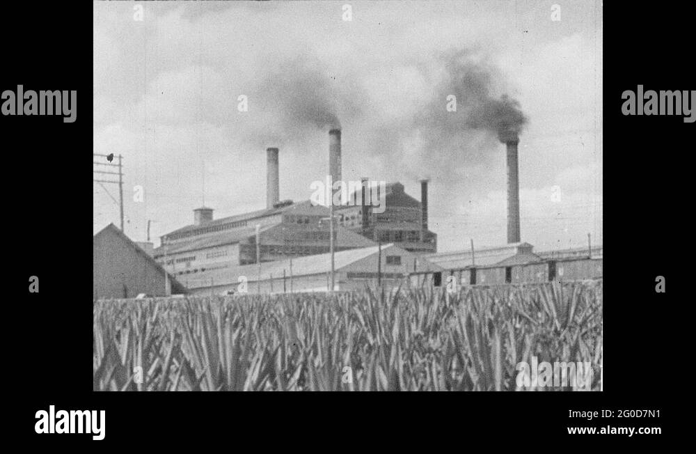 Caribbean factory line Stock Videos & Footage - HD and 4K Video Clips ...