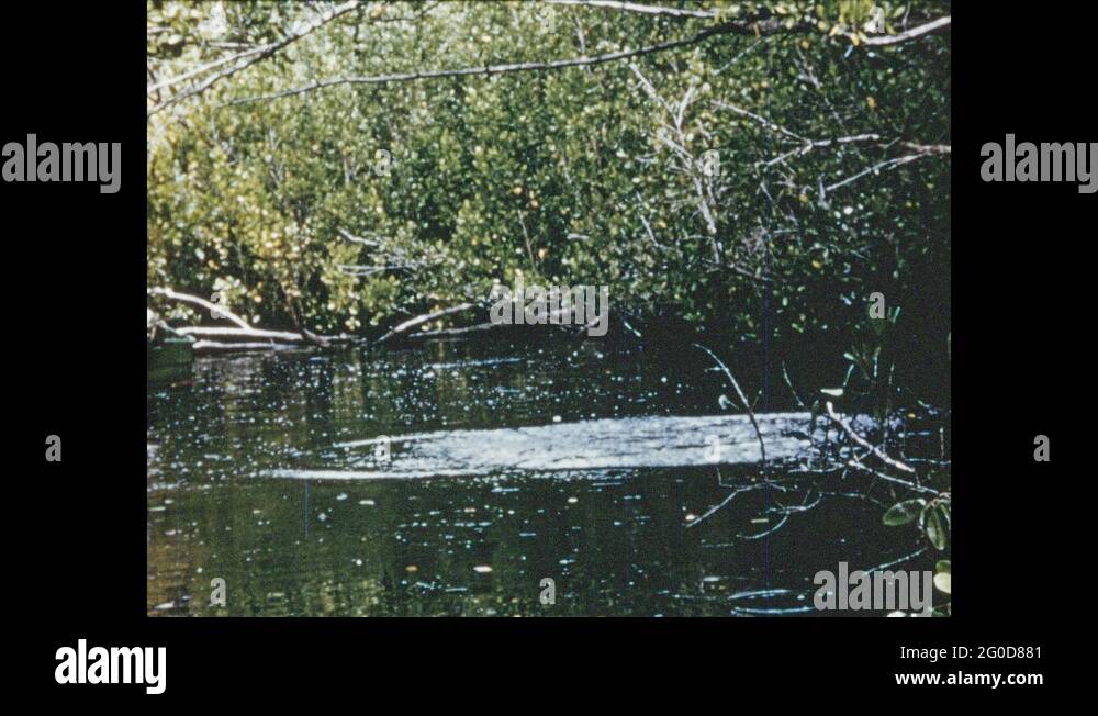 Swamp fishes Stock Videos & Footage - HD and 4K Video Clips - Alamy