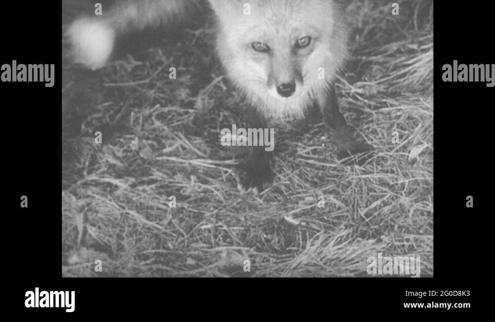 Fox and goat Stock Videos & Footage - HD and 4K Video Clips - Alamy