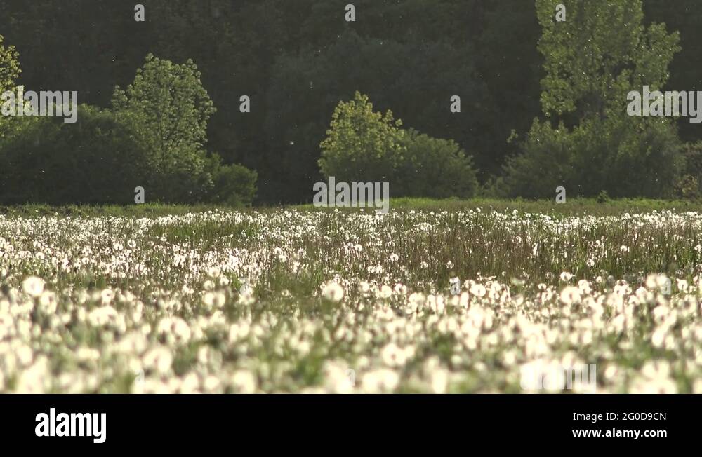 Field of dandelion puff Stock Videos & Footage - HD and 4K Video Clips ...