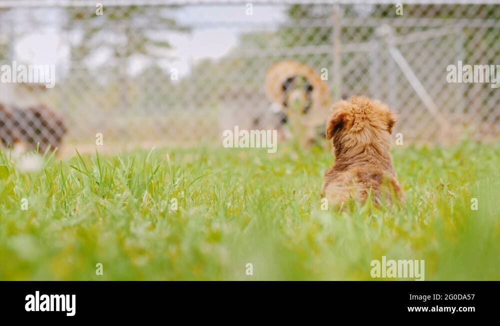 Dogs in bars Stock Videos & Footage - HD and 4K Video Clips - Alamy