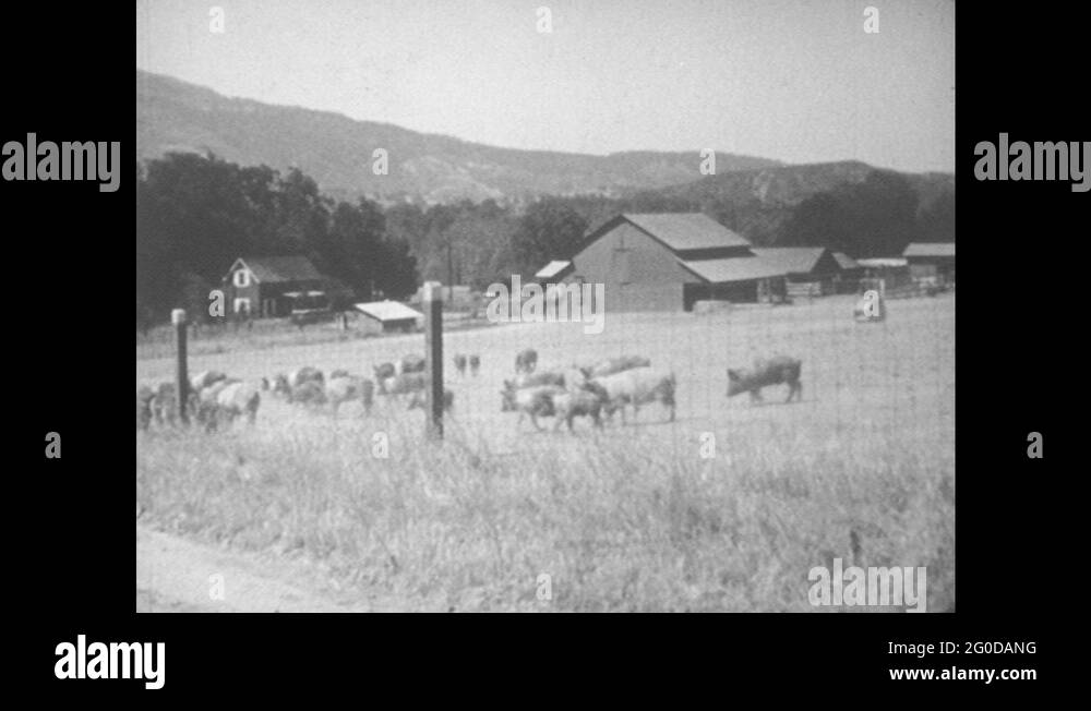 Cow calf pig Stock Videos & Footage - HD and 4K Video Clips - Alamy
