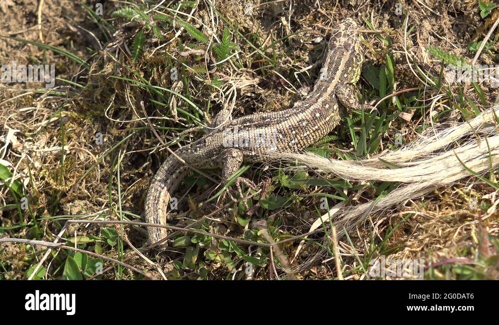 Native creep Stock Videos & Footage - HD and 4K Video Clips - Alamy