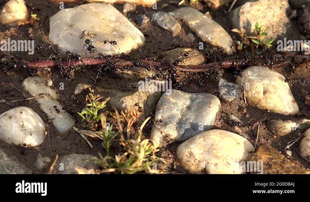 Worm habitat Stock Videos & Footage - HD and 4K Video Clips - Alamy